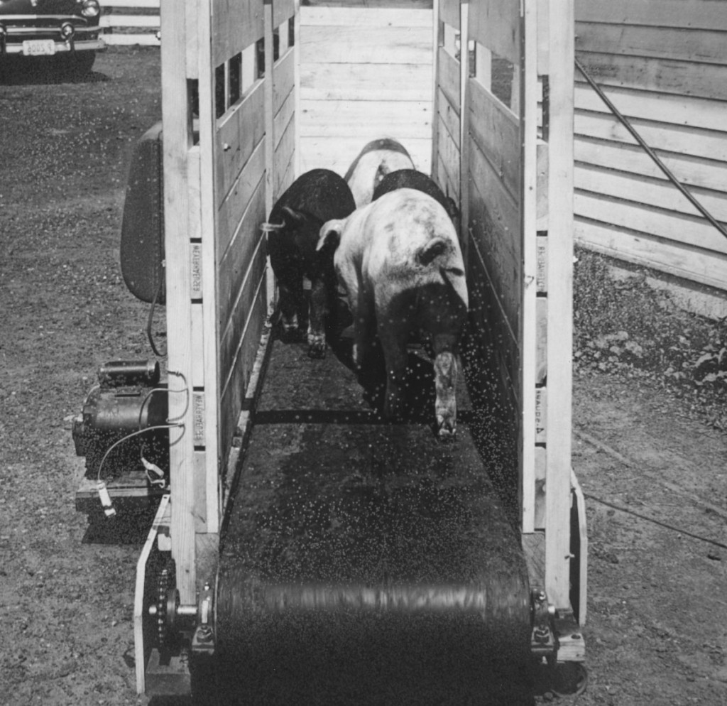 History – Meat Science