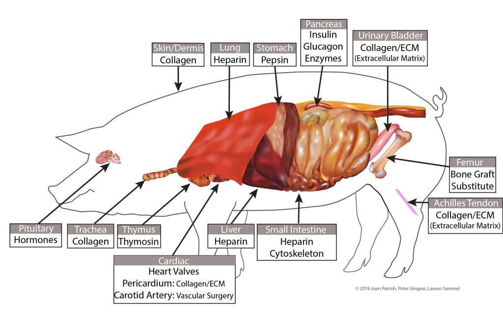 Animal Biologics – Meat Science